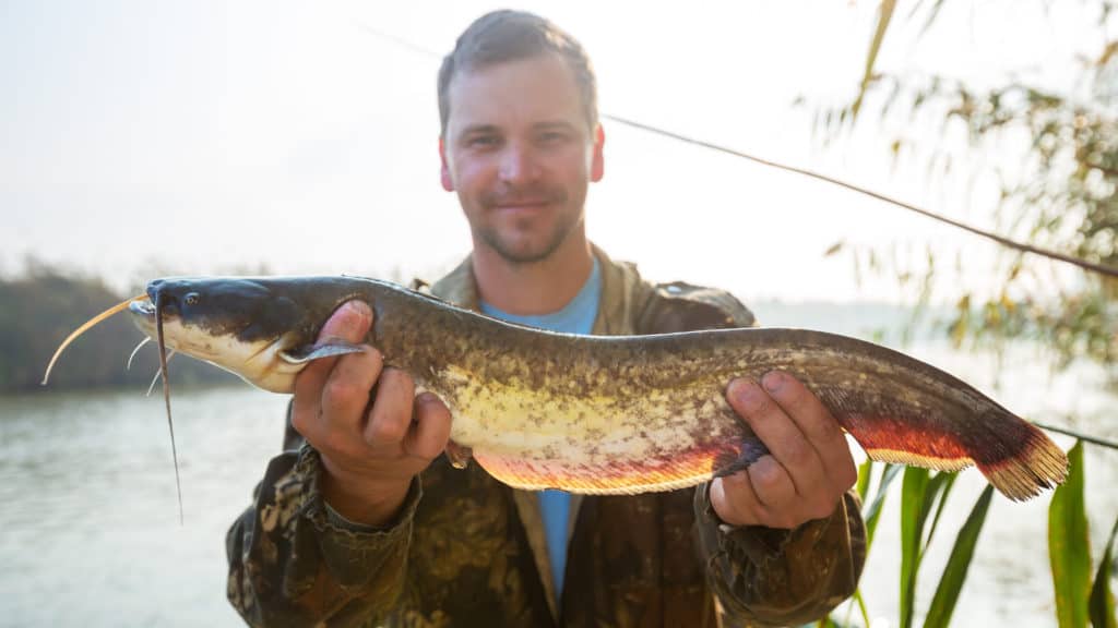 Catching Catfish In The UK - A Complete Guide