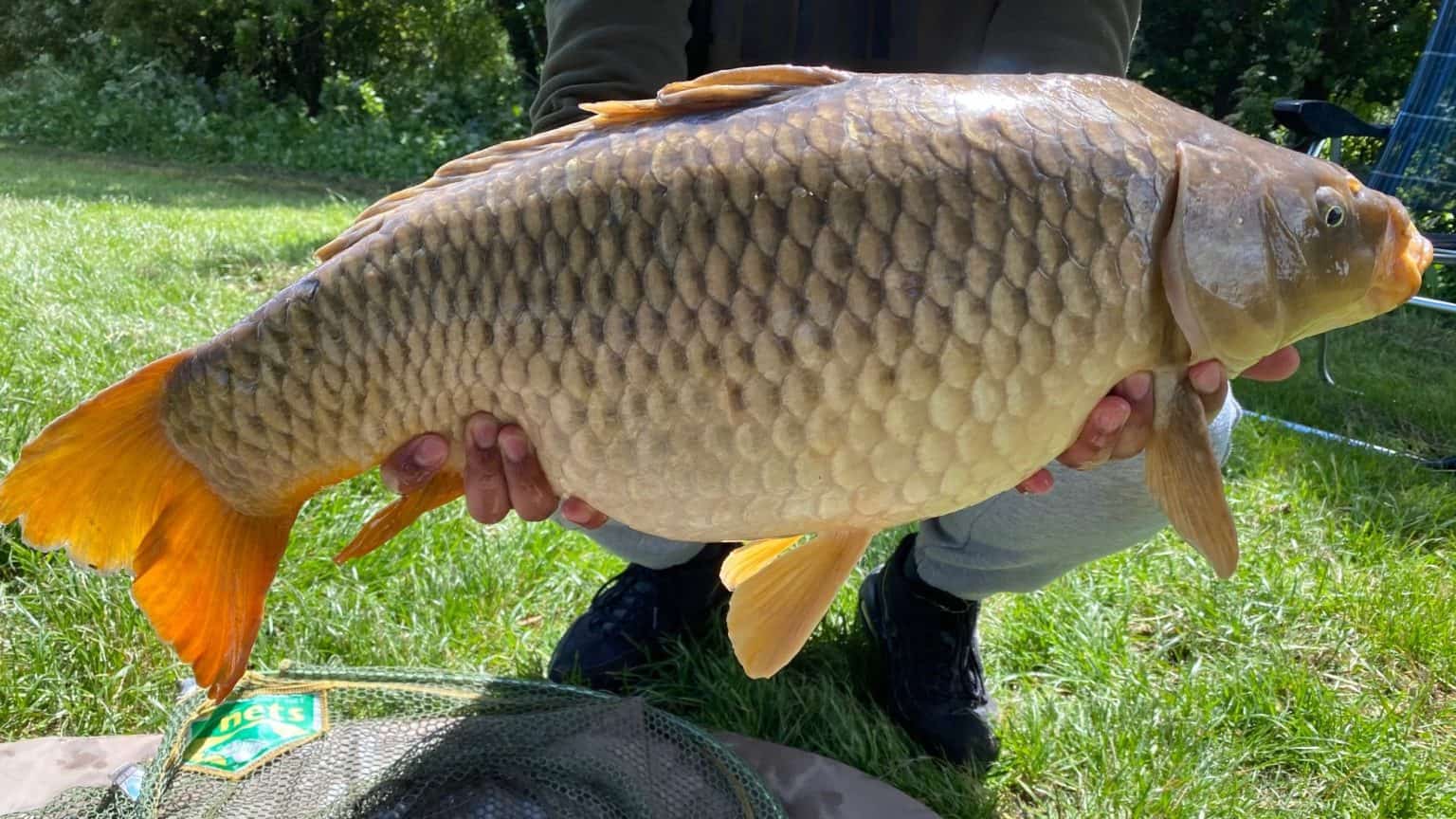 How Big Do Carp Grow - World Records 2022