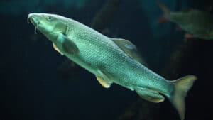 How To Catch Barbel - A Complete Guide