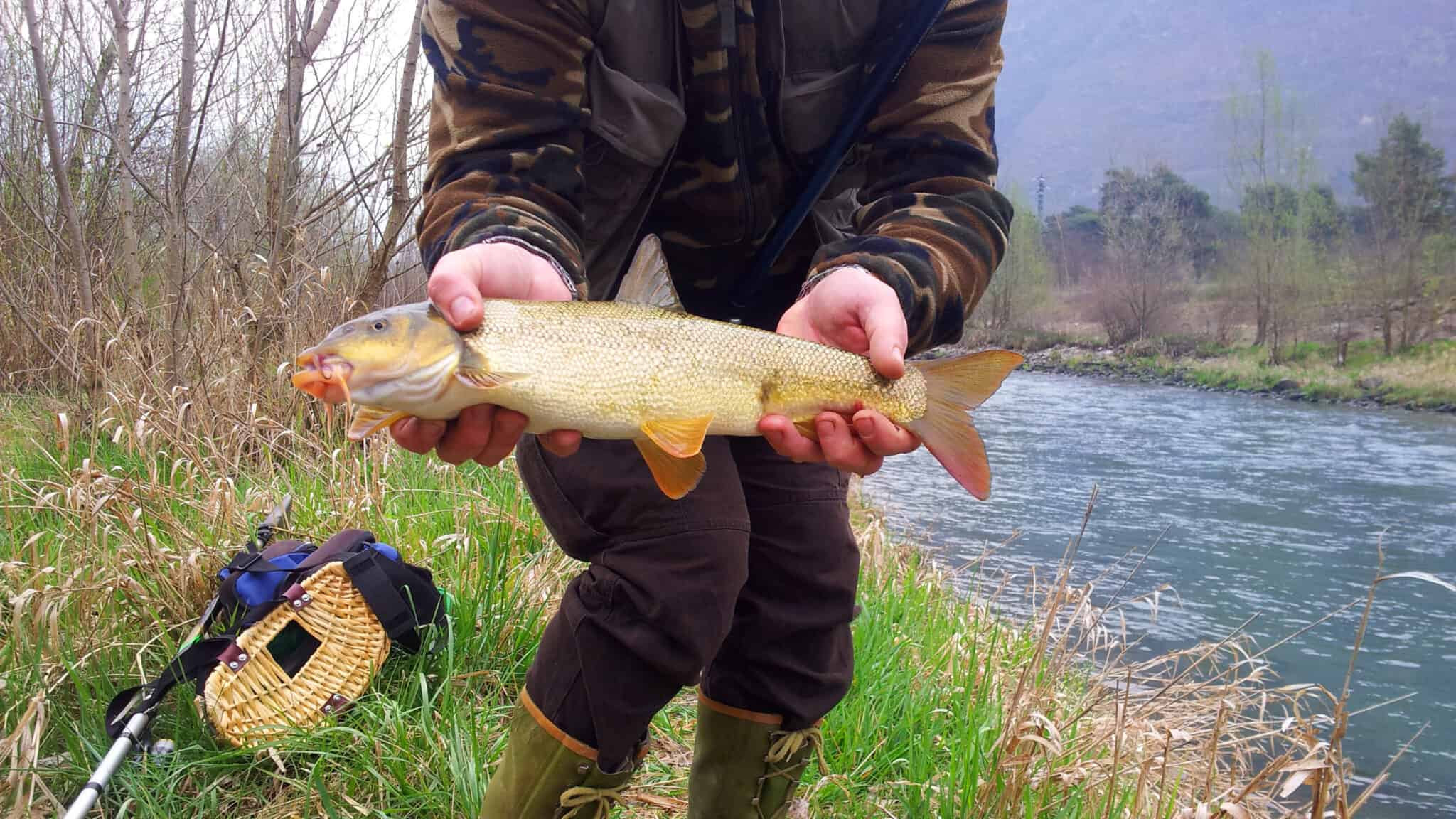 How To Catch Barbel - A Complete Guide