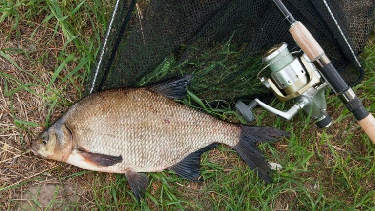 Why Do Fish Have Slime - Truths & Myths Uncovered