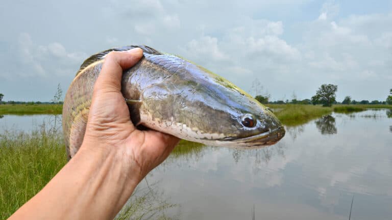 Are Snakeheads Dangerous - Truths & Myths Explained
